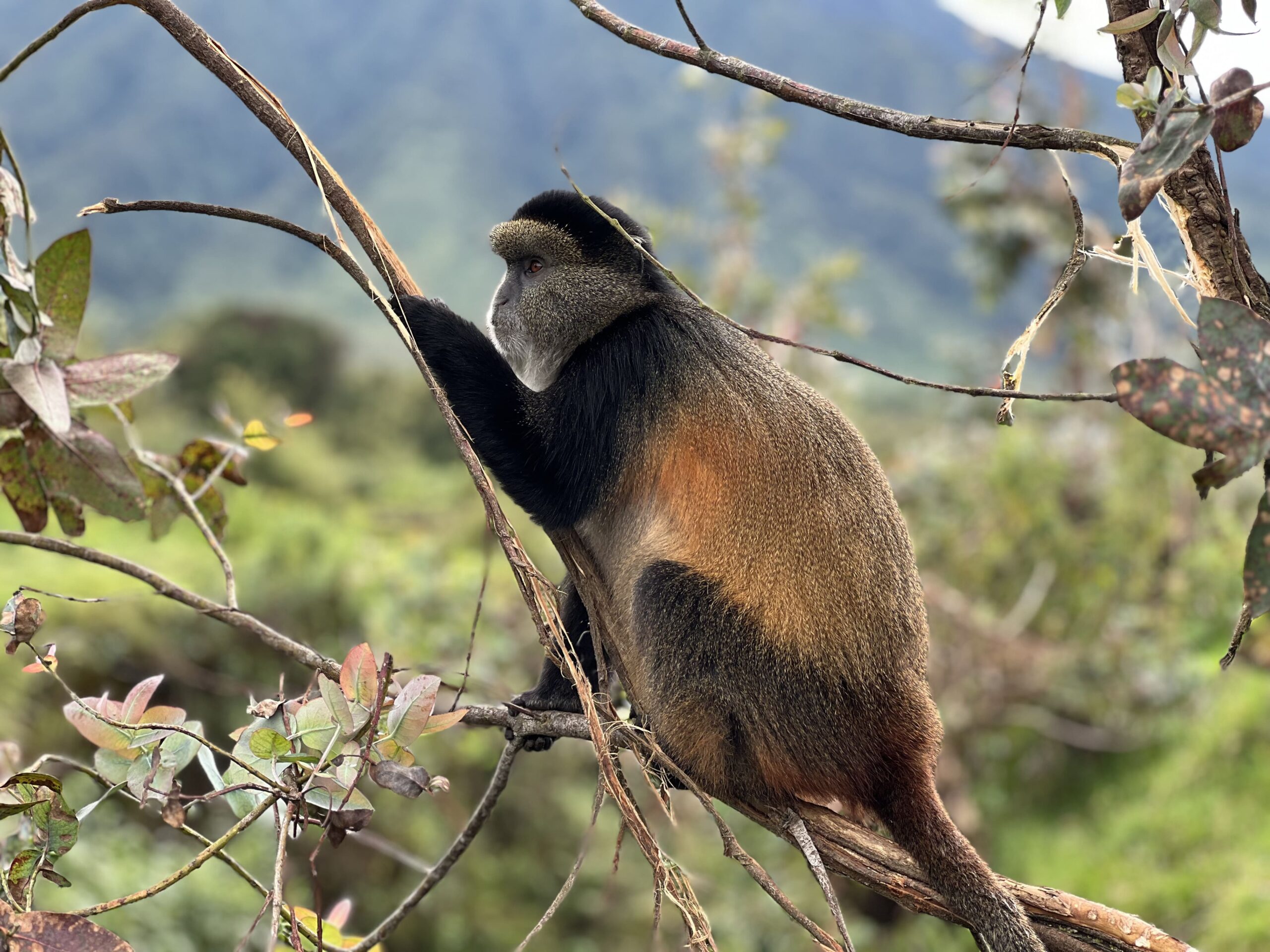 Monkey day for endangered Golden monkeys-SHALOM SAFARIS RWANDA