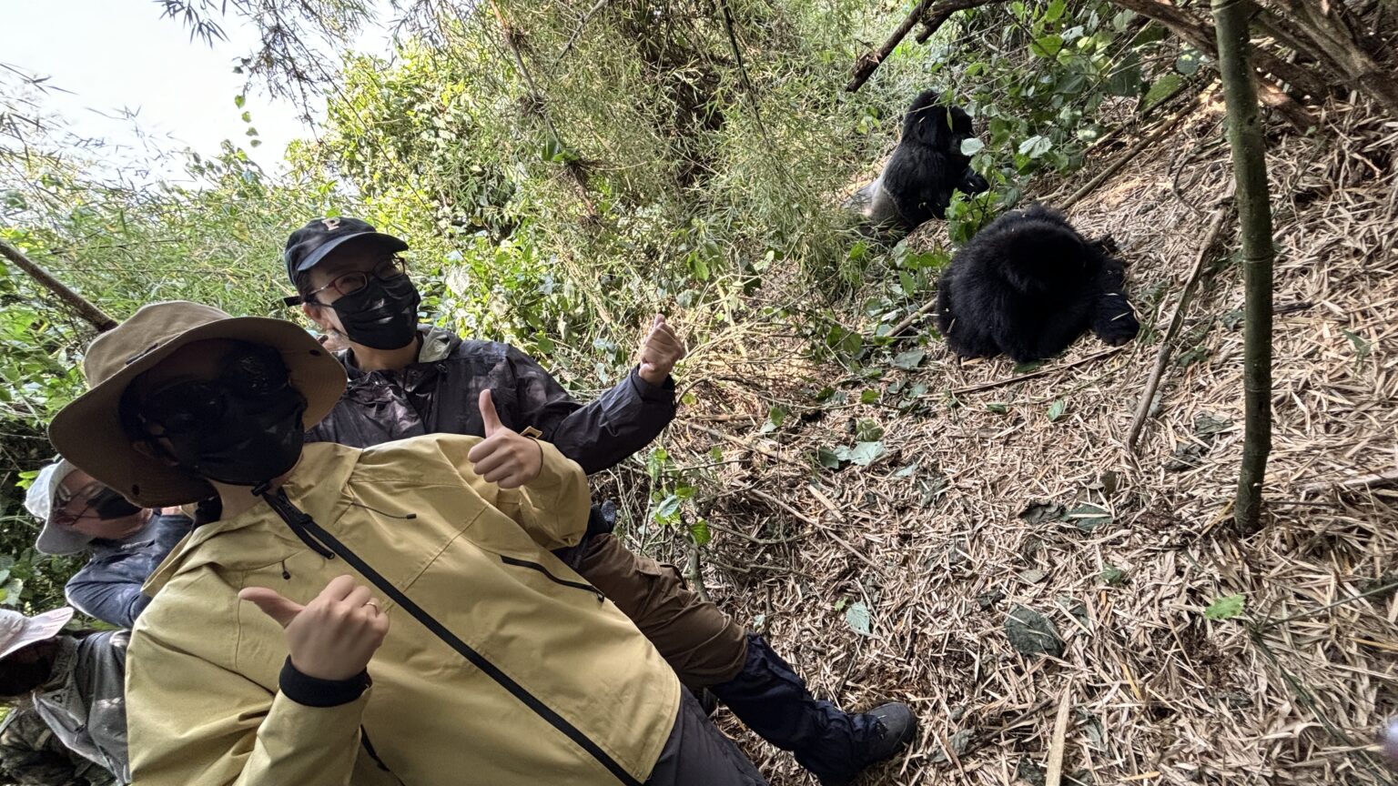 GORILLA TREKKING RWANDA%%%SHALOM SAFARIS RWANDA%.
